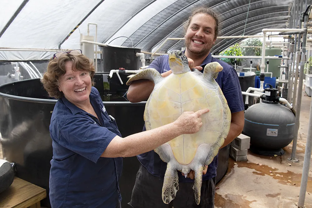 Resilient sea turtle adapts to life with missing front flipper ...