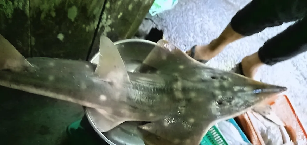 Social media reveals location of threatened clown wedgefish | Charles ...