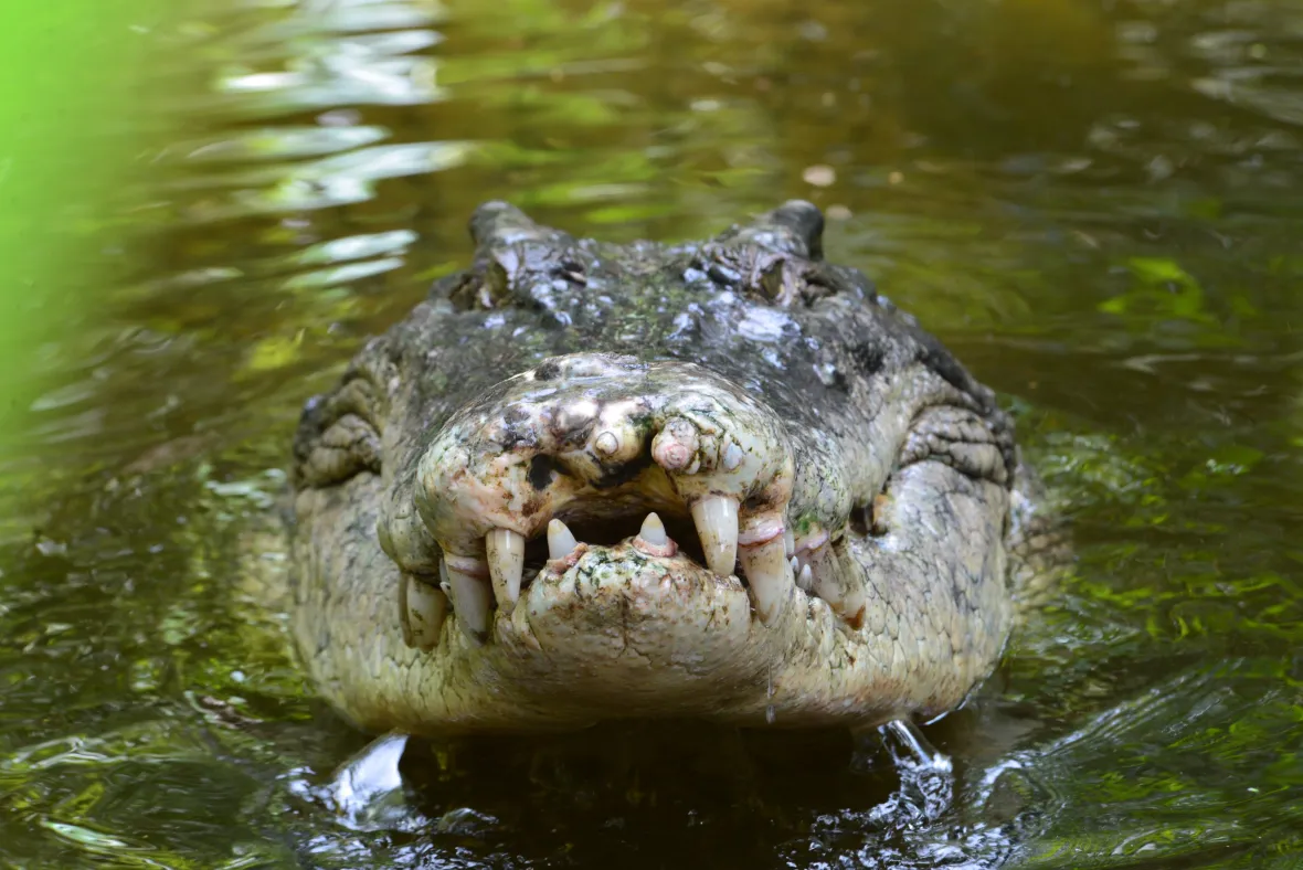 Change in diet may contribute to rapid recovery of apex predator, new ...