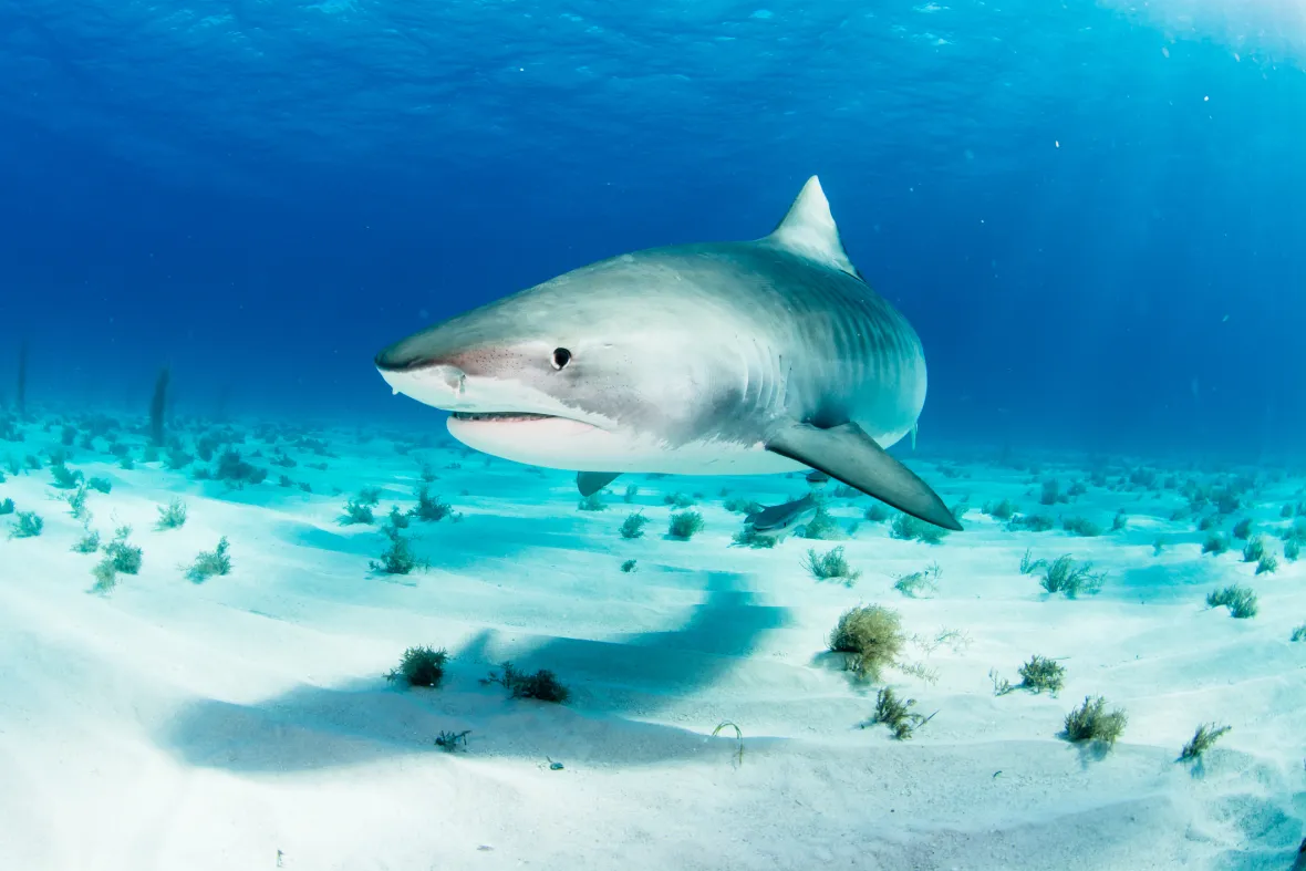 Urgent need for science-based approach to shark conservation | Charles ...