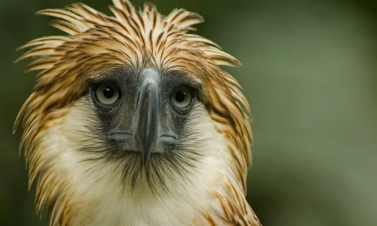 Dr Jayson Ibanez is trying to save the Philippine eagle | Charles ...