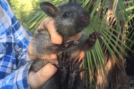 Native mammals get new homes for Christmas | Charles Darwin University